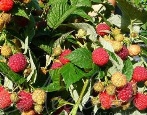 Сорта малины — список по алфавиту