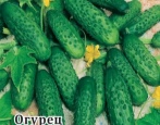 Сорта огурцов — список по алфавиту