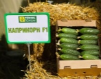 Сорта огурцов — список по алфавиту