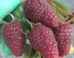 Сорта малины — список по алфавиту