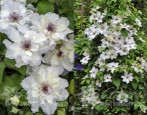 Клематисы «Пиилу» (0 фото): описание сорта, группа обрезки, посадка и ...