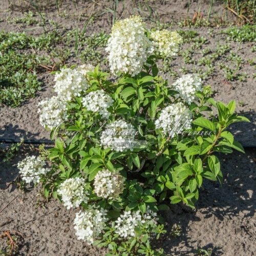 O odrůdě hortenzie Bobo: popis, podmínky výsadby v zemi, jak se starat