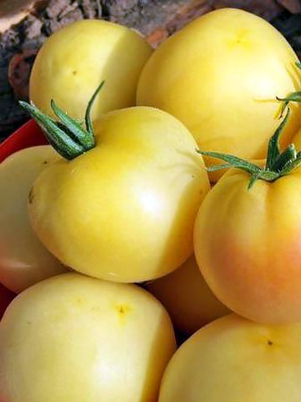 Томат Жираф: описание сорта помидоров, характеристики. Особенности ...