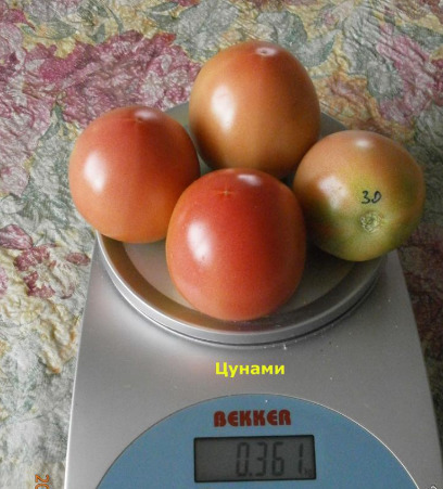 Томат Цунами: описание сорта помидоров, характеристики. Особенности ...
