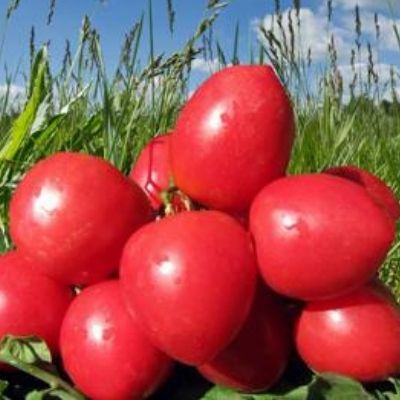 Томат Фонари Фокина: описание сорта помидоров, характеристики ...
