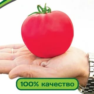 Томат Малиновый мусс: описание сорта помидоров, характеристики ...
