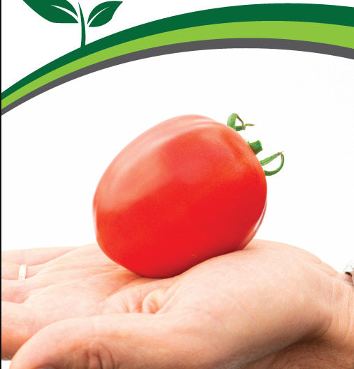 Томат Синдбад: описание сорта помидоров, характеристики. Особенности ...