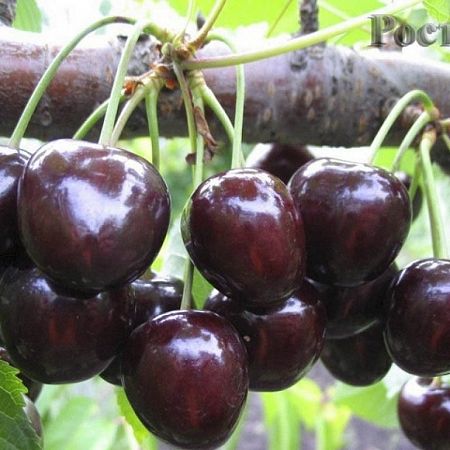 Черешня Овстуженка: особенности и характеристики сорта, правила посадки ...