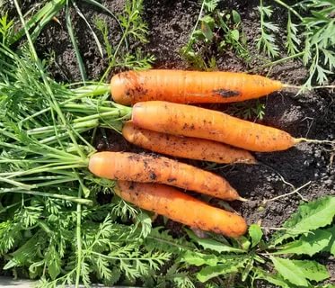 Морковь Дордонь: описание и характеристики сорта, правила посадки и ...