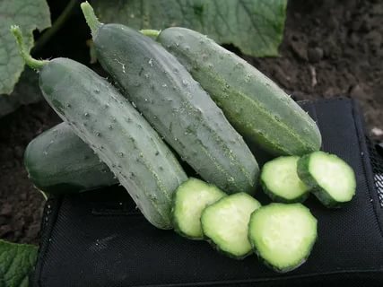 Огурец Гектор: описание и характеристики сорта, правила посадки и ...