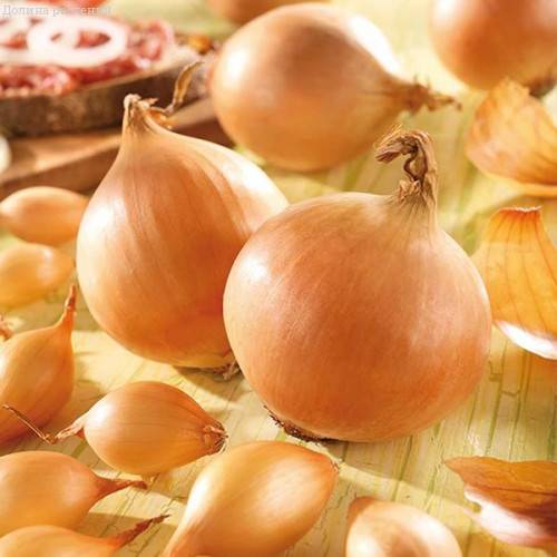 Лук Коррадо: описание и характеристики сорта, агротехника посадки и ...
