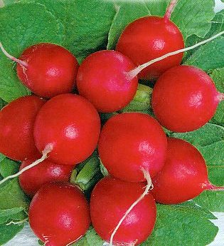 Редис Молния: описание и характеристики сорта, особенности посадки и ...