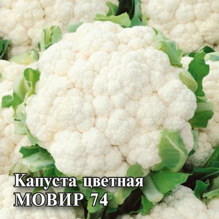 Капуста цветная Мовир 74: особенности и характеристики сорта ...