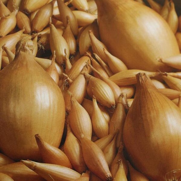 Лук Олина: описание и характеристики сорта, агротехника посадки и ...