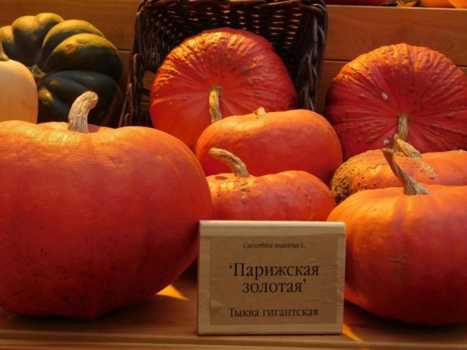 Тыква Парижская золотая: особенности сорта, характеристика плодов ...