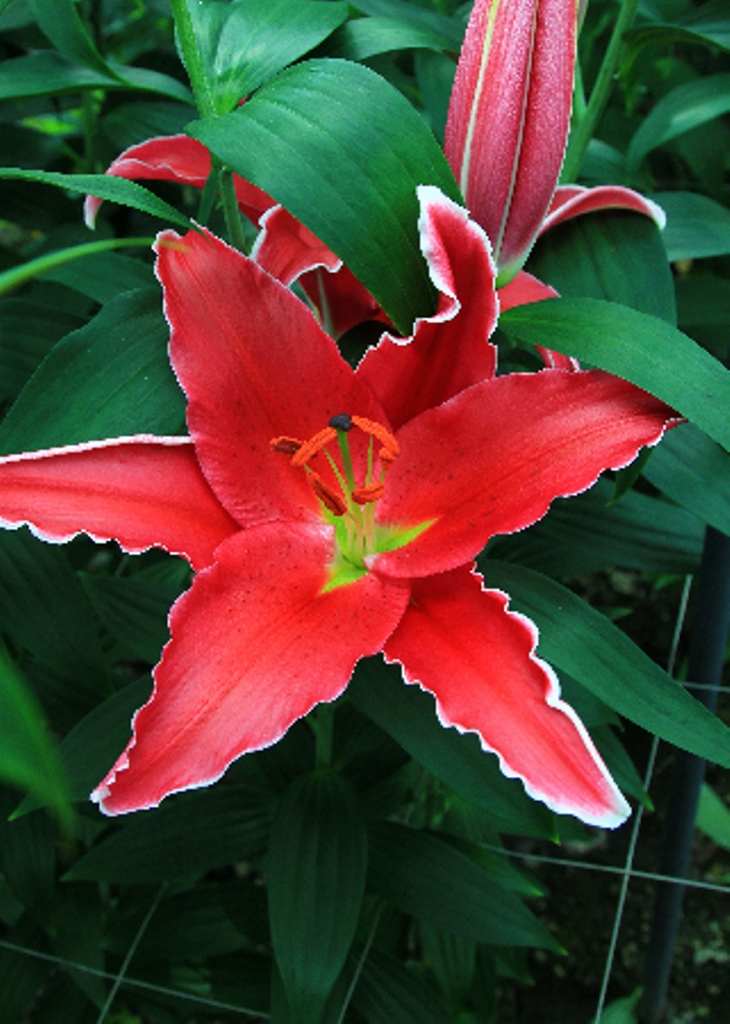 Лилия Индиана: описание и характеристики сорта, особенности посадки и ...