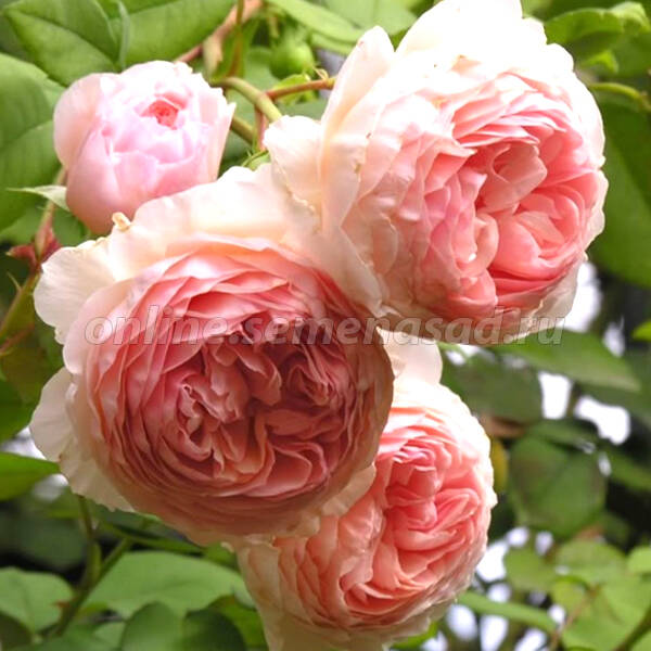 Роза Принцесс Шарм: особенности и характеристика сорта, правила посадки ...