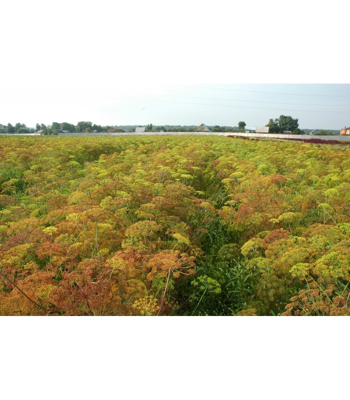 Укроп Зонтик: описание и характеристики сорта, правила посадки и ...