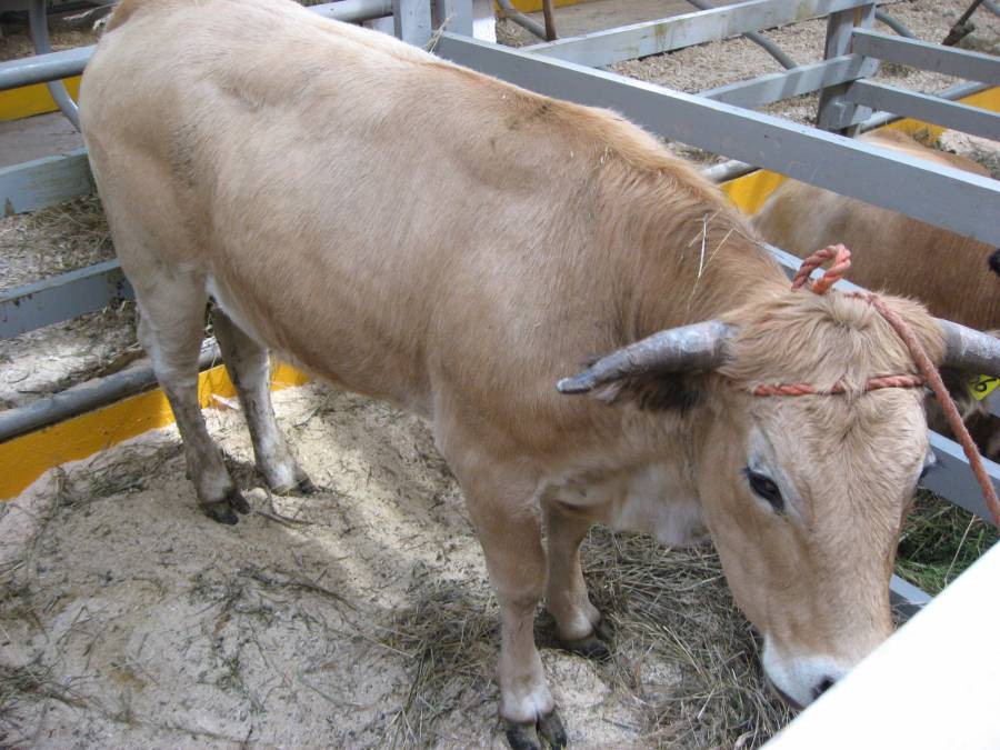 Обрак порода коров: описание, характеристики, особенности содержания и ...