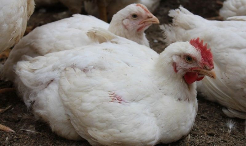 Бройлер Cobb 500 (29 фото): описание породы, таблица веса цыплят по ...