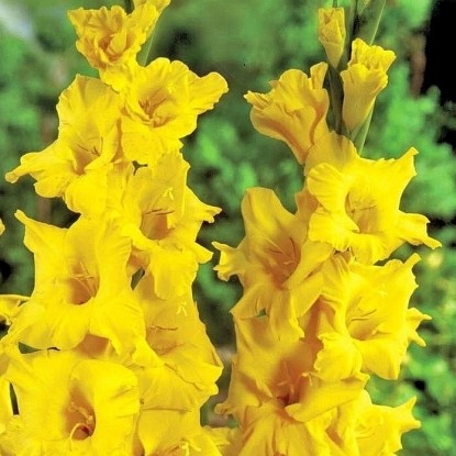 Гладиолус Лимончелло: описание сорта, характеристики, агротехника ...