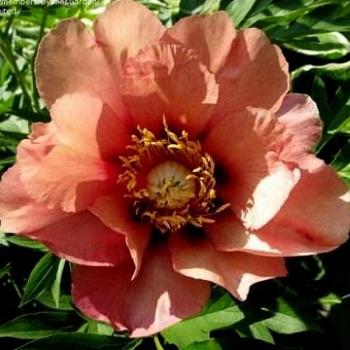 Пионы Олд Роуз Денди: описание сорта, характеристики, особенности посадки и выращивания, отзывы