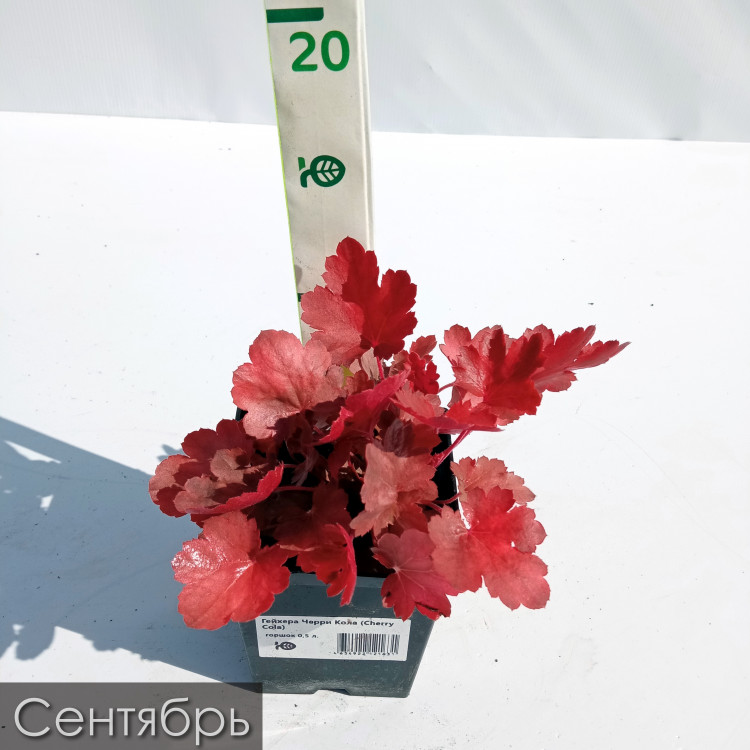 Гейхера Черри Кола: описание сорта, характеристики, агротехника посадки ...