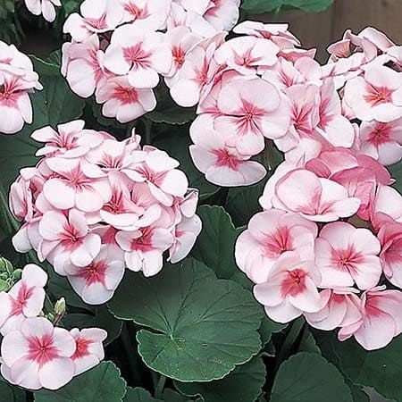 Пеларгония Маверик Стар: описание сорта, характеристики, особенности ...