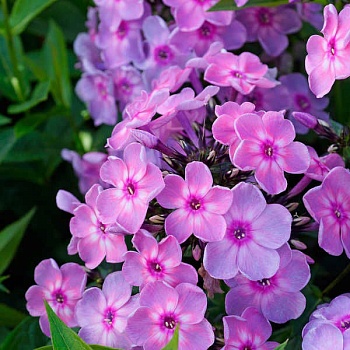 Флокс Рейнбоу Дансер: описание сорта, характеристики, тонкости посадки ...