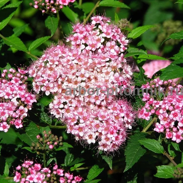 Спирея Бумальда (36 фото): описание кустарника Spiraea bumalda, посадка ...