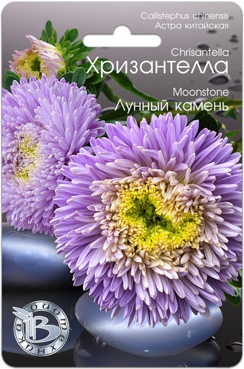 Астра Хризантелла Лунный камень: описание сорта, характеристики ...