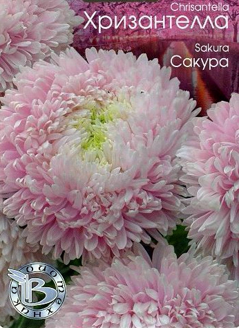 Астра Хризантелла Сакура: описание сорта, характеристики, особенности ...