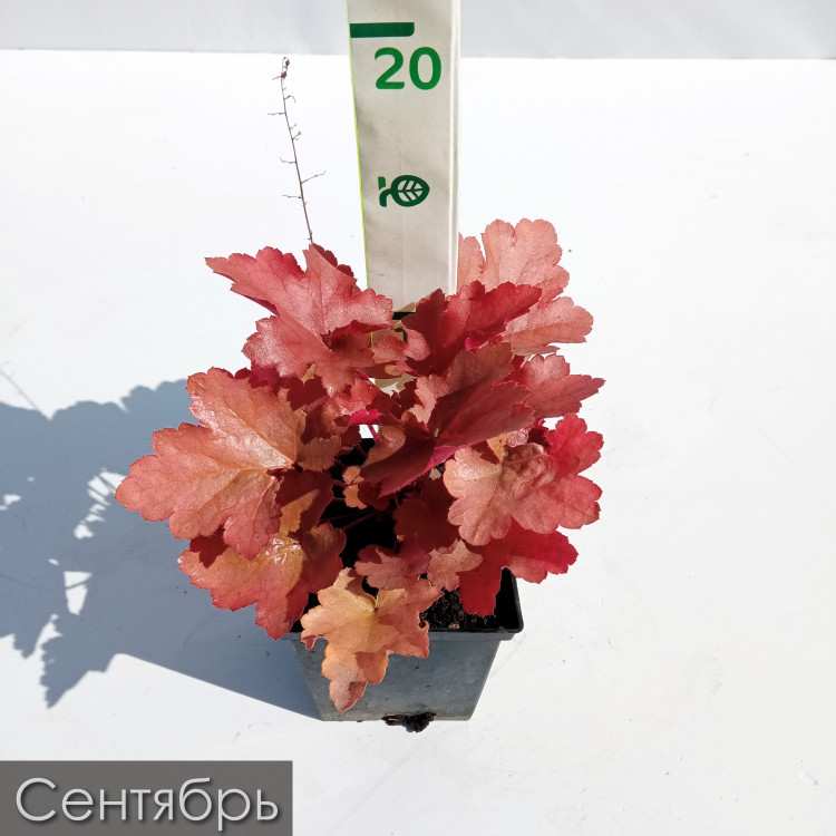 Гейхера Пенелопа: описание сорта, характеристики, агротехника посадки и ...