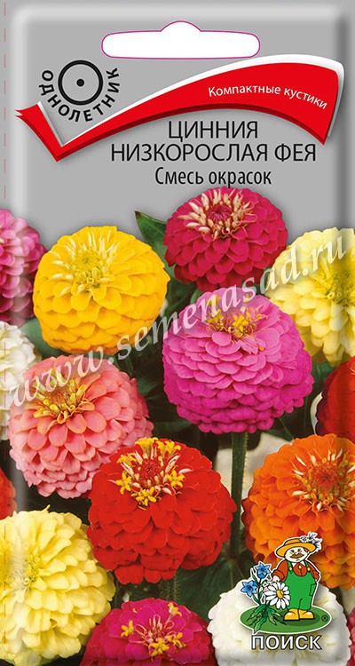 Цинния Фея (смесь окрасок): описание сорта, характеристики, особенности ...