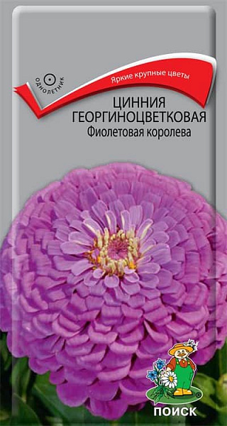 Цинния Фиолетовая королева: описание сорта, характеристики, особенности ...