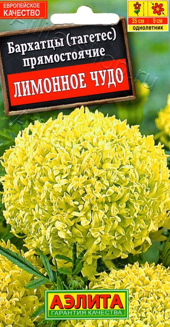 Бархатцы Лимонное чудо: описание и характеристики сорта бархоток ...