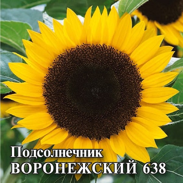 Подсолнечник Воронежский 638: описание сорта, характеристики ...