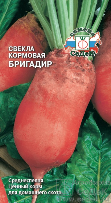 Свекла Бригадир: особенности и характеристики сорта, агротехника ...