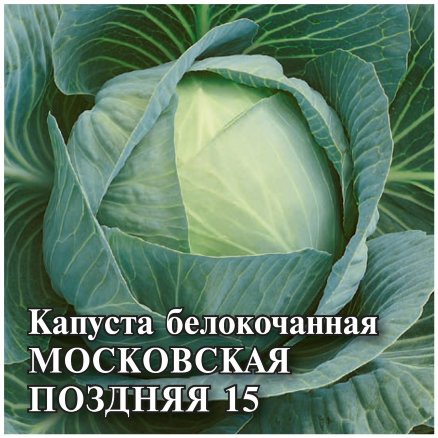Капуста Московская поздняя 15: описание и характеристики сорта ...