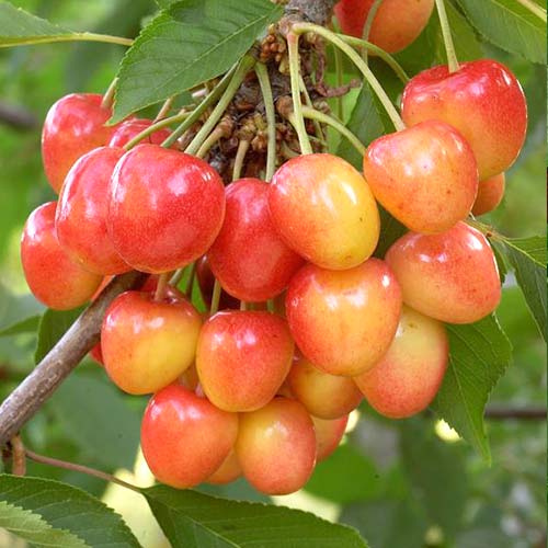 Черешня Наполеон розовая: особенности и характеристики сорта, правила ...