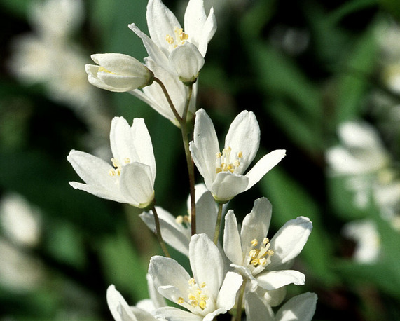 Дейция (28 фото): описание кустарника, посадка и уход в открытом грунте ...