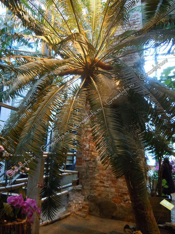 Цикас (19 фото): саговник и уход за цветком в домашних условиях ...