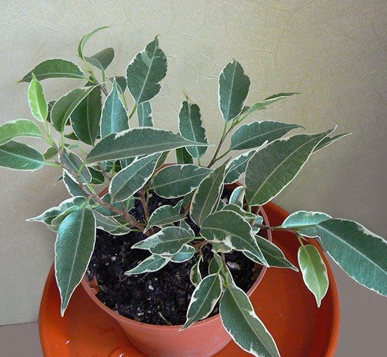 Фикус Нина: описание сорта, характеристики, особенности посадки и ...