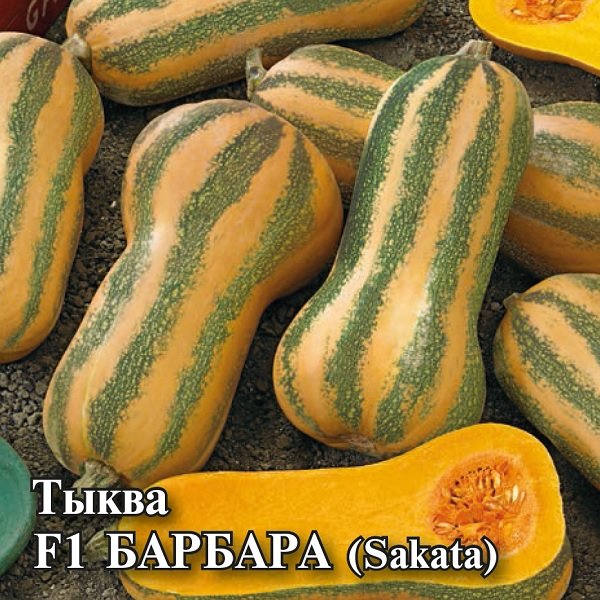 Тыква Барбара: особенности сорта, характеристика плодов, агротехника ...