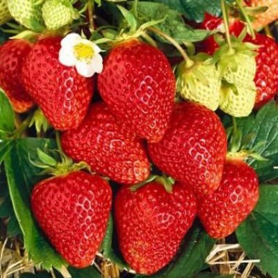 Клубника Фавори: описание и характеристики сорта садовой земляники ...