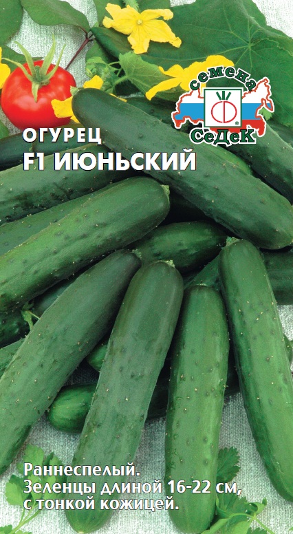 Огурец Июньский: описание и характеристики сорта, правила посадки и ...