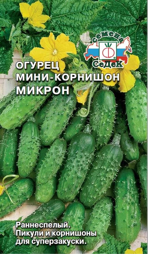 Огурец Микрон: описание и характеристики сорта, правила посадки и ...