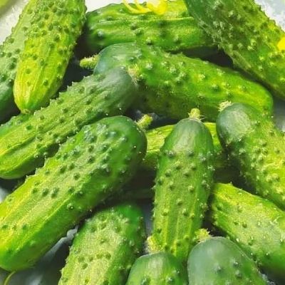 Огурец Родос: описание и характеристики сорта, правила посадки и ...