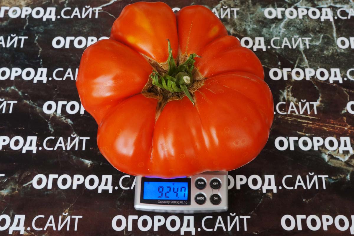 Томат Ярик: описание сорта помидоров, характеристики. Особенности ...