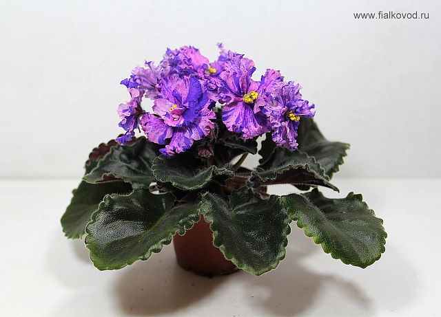 Сенполия (комнатная фиалка) АВ-Галактика: особенности и характеристика ...